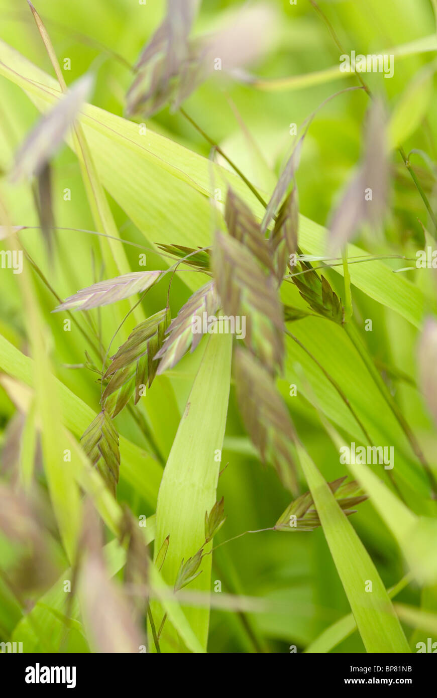 CHASMANTHIUM LATIFOLIUM INDIAN WOOD OATS NORTHERN SEA OATS Stock Photo ...