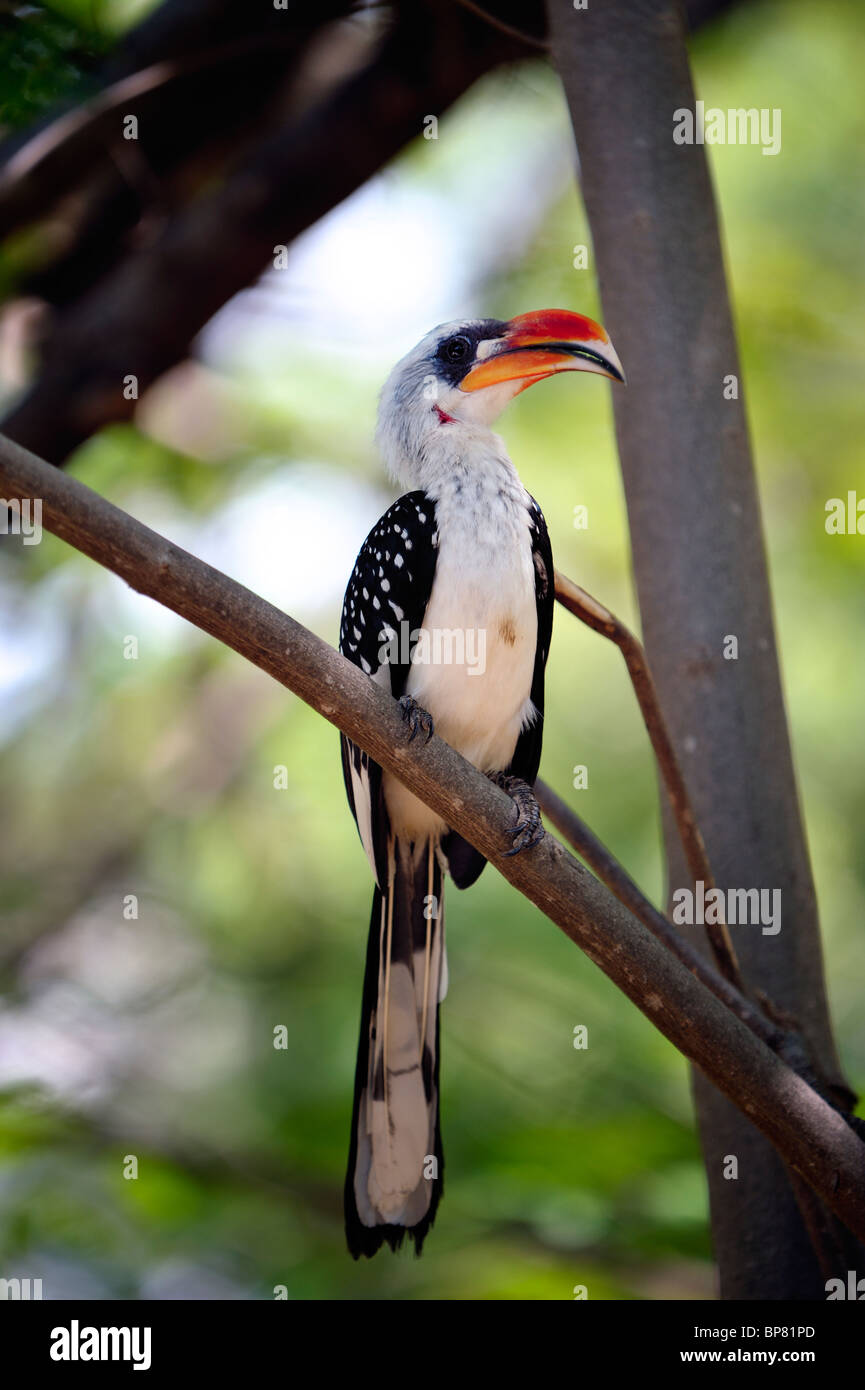Jacksons hornbill hi-res stock photography and images - Alamy