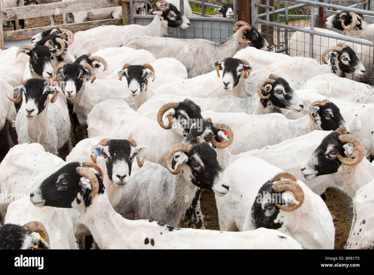 Freshly sheared sheep hi-res stock photography and images - Alamy