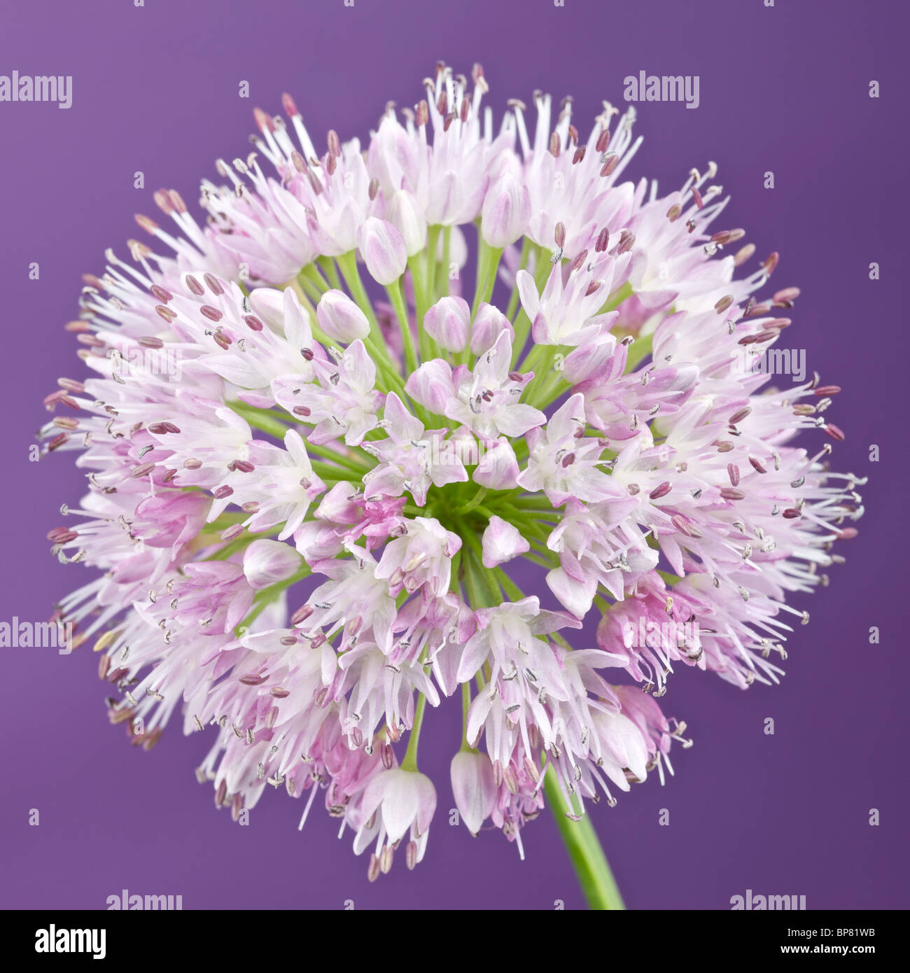 Allium up close hi-res stock photography and images - Alamy