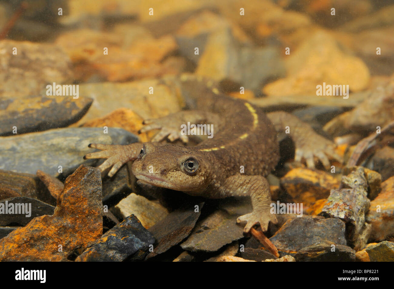 Calotriton asper hi-res stock photography and images - Alamy