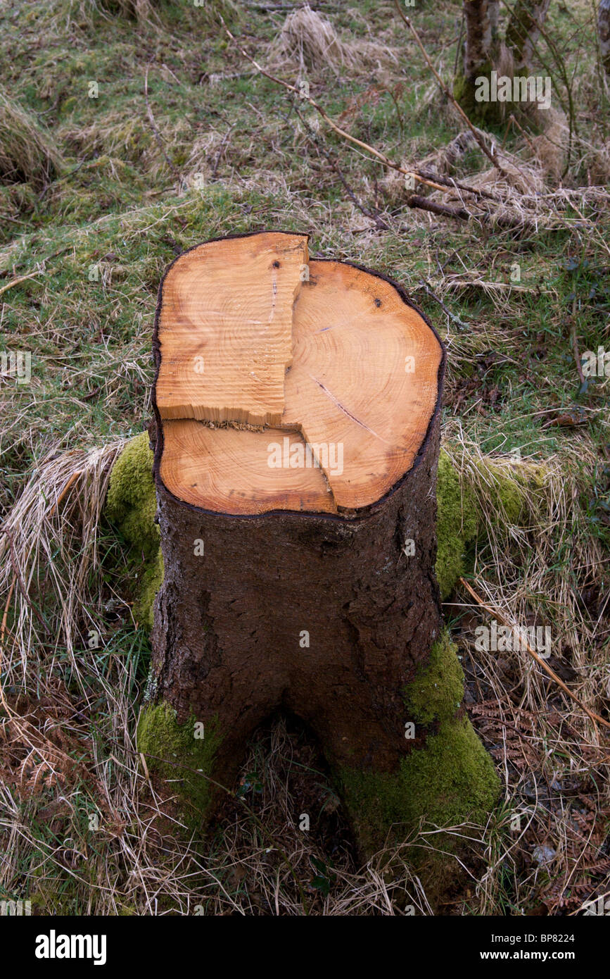 The top of a tree stump in the forest of Salen, close to the water's ...