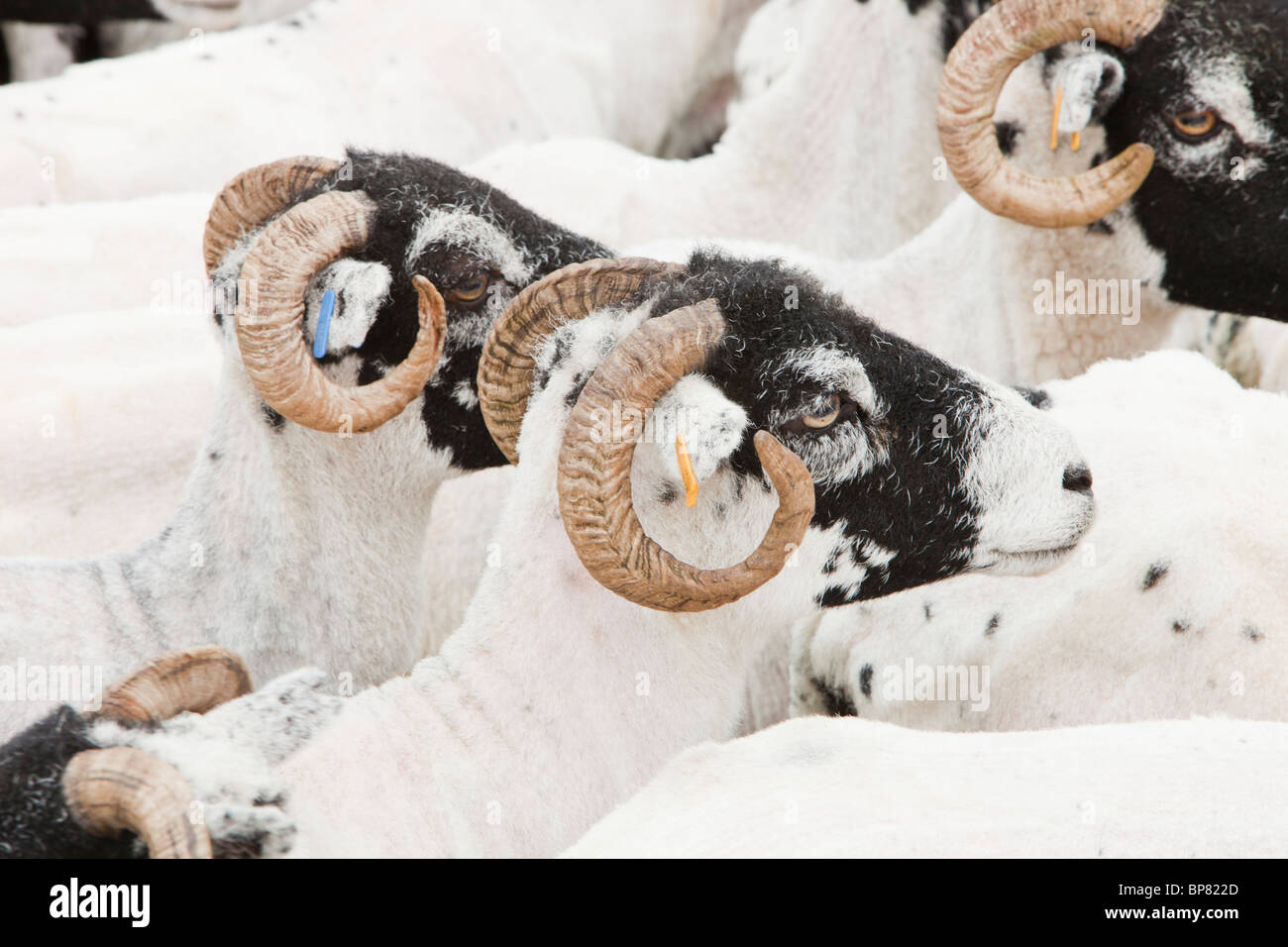 Freshly sheared Sheep in shearing pen in Wet Sleddale, Lake District ...