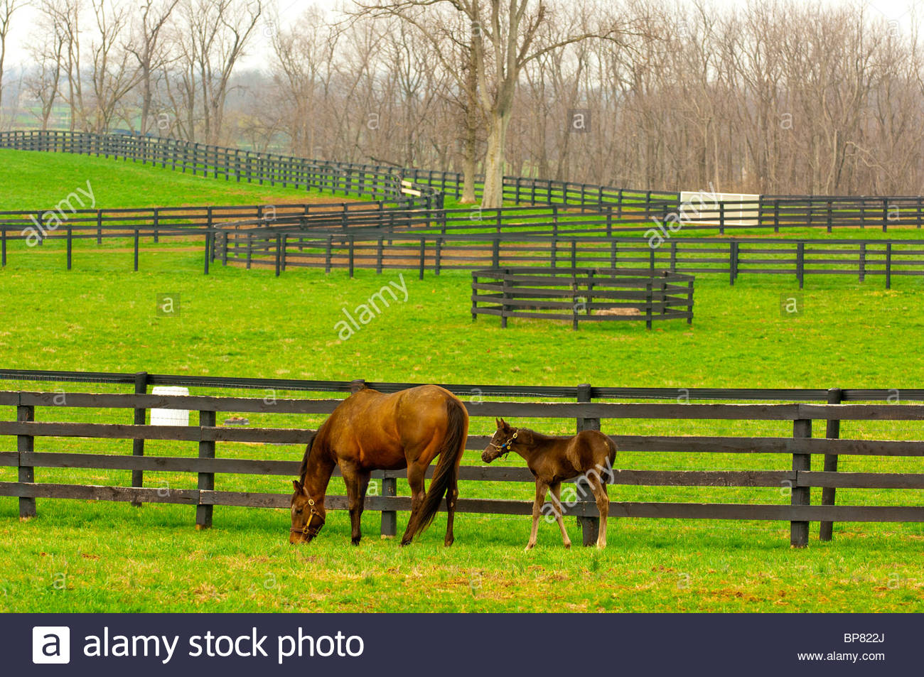 Thoroughbred Mares And Foals Stock Photos & Thoroughbred Mares And Foals Stock Images - Alamy