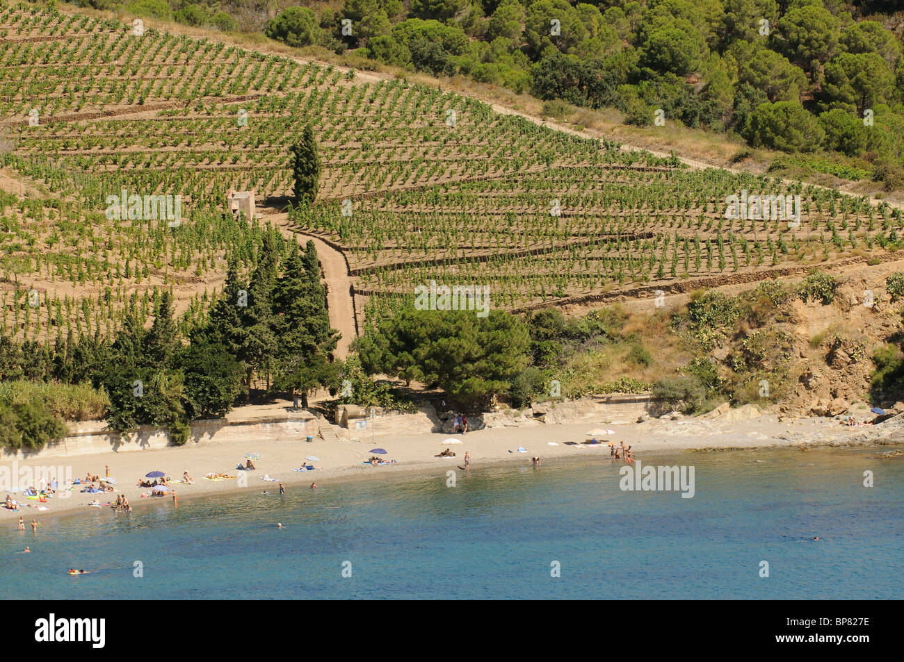 Vines growing close to the sandy beach overlooking the Mediterranean ...