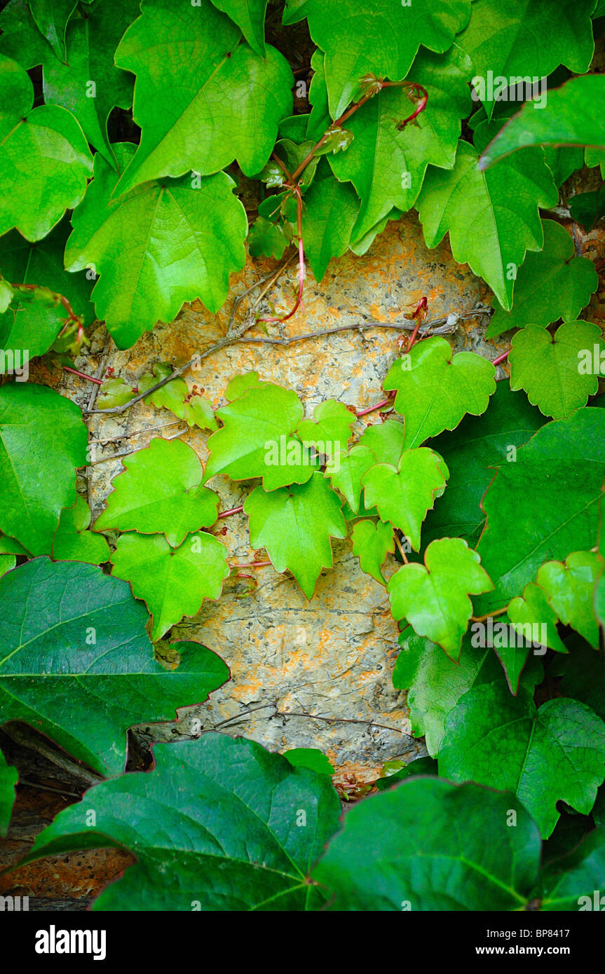 young branches (shoots) ivy on a rough background Stock Photo - Alamy