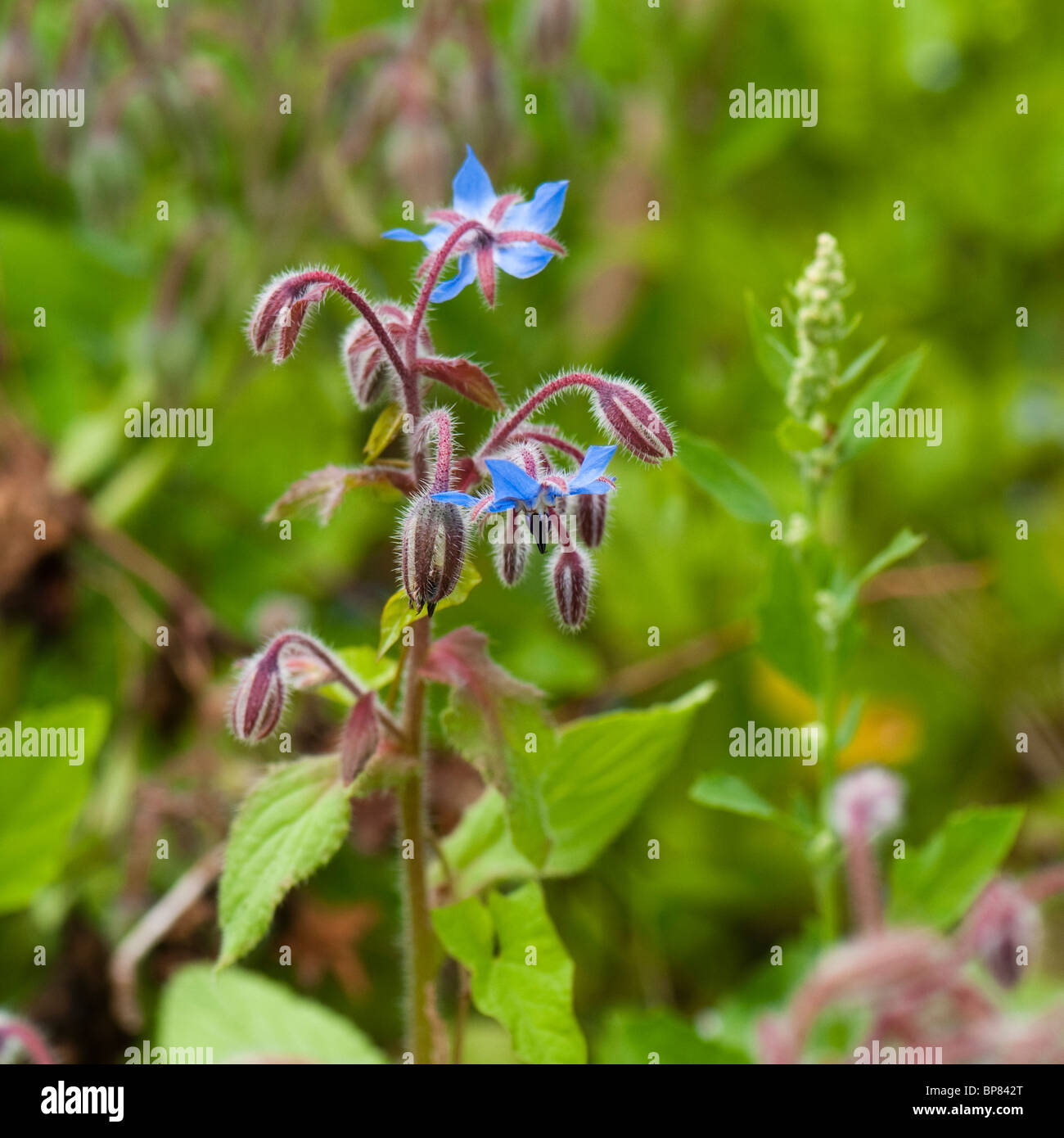 Common borage borago officinalis hi-res stock photography and images ...