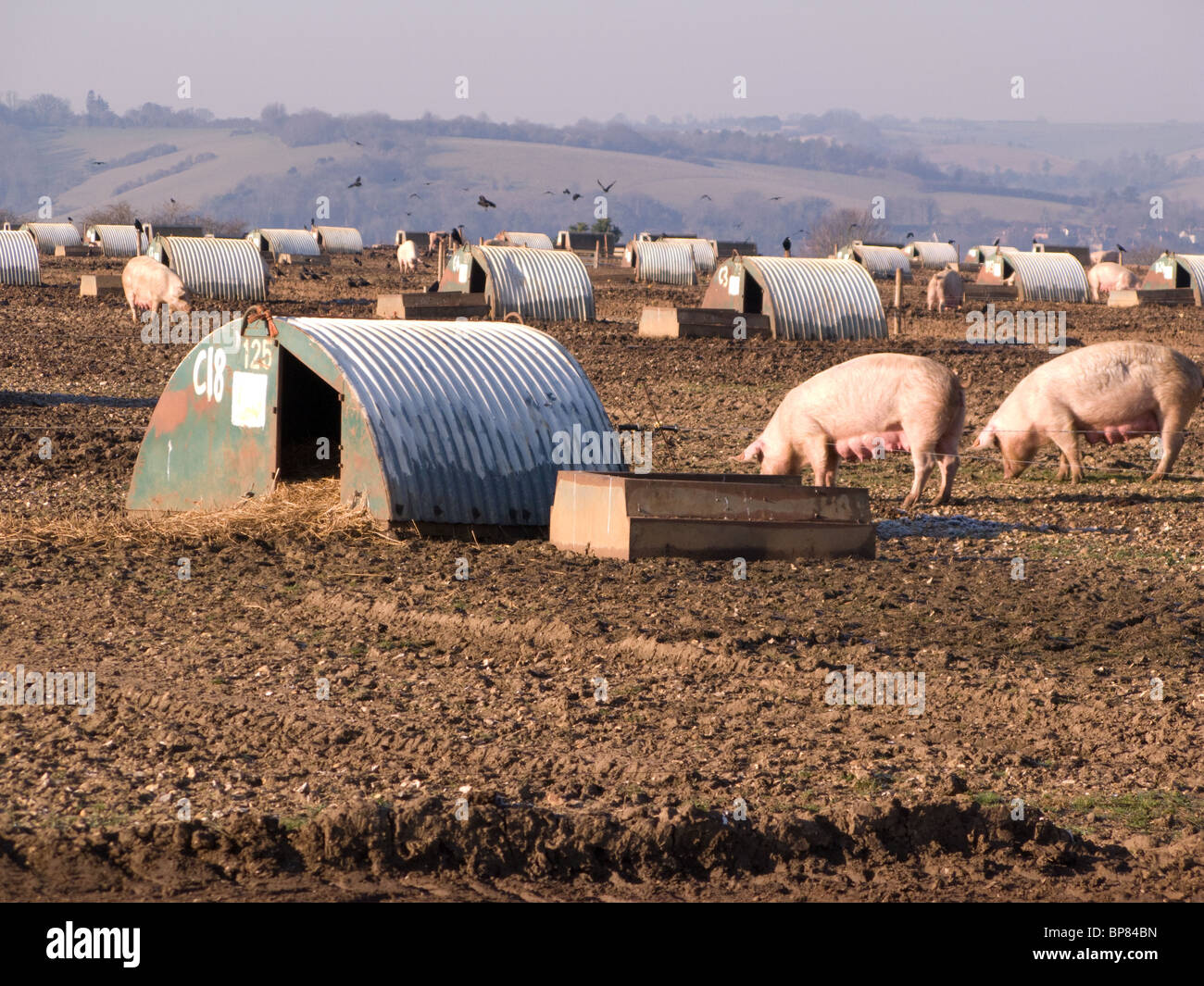 Rearing free range hi-res stock photography and images - Alamy