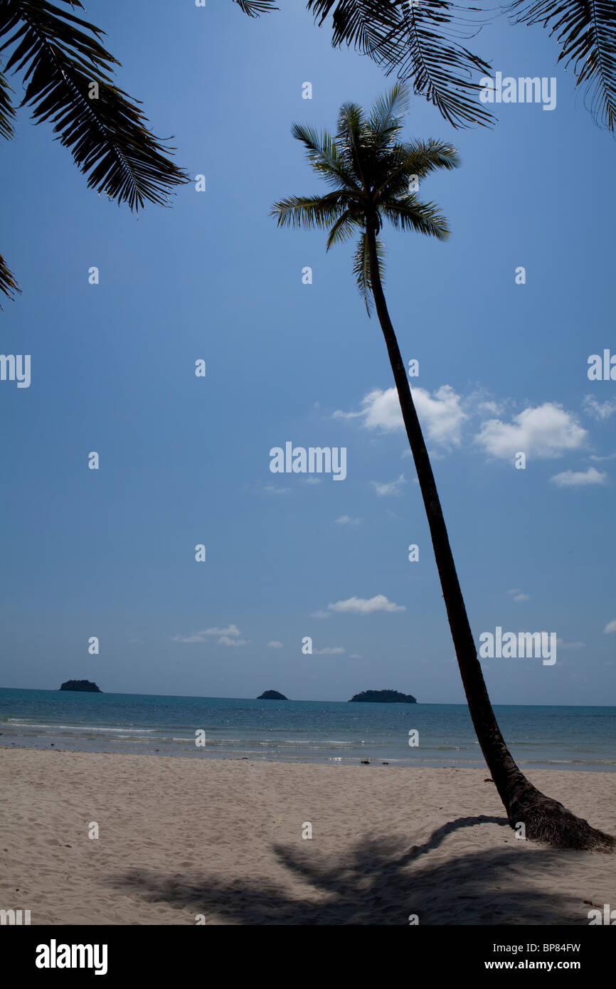 Palm tree stands alone looking out to sea, Koh Chang, Thailand Stock ...