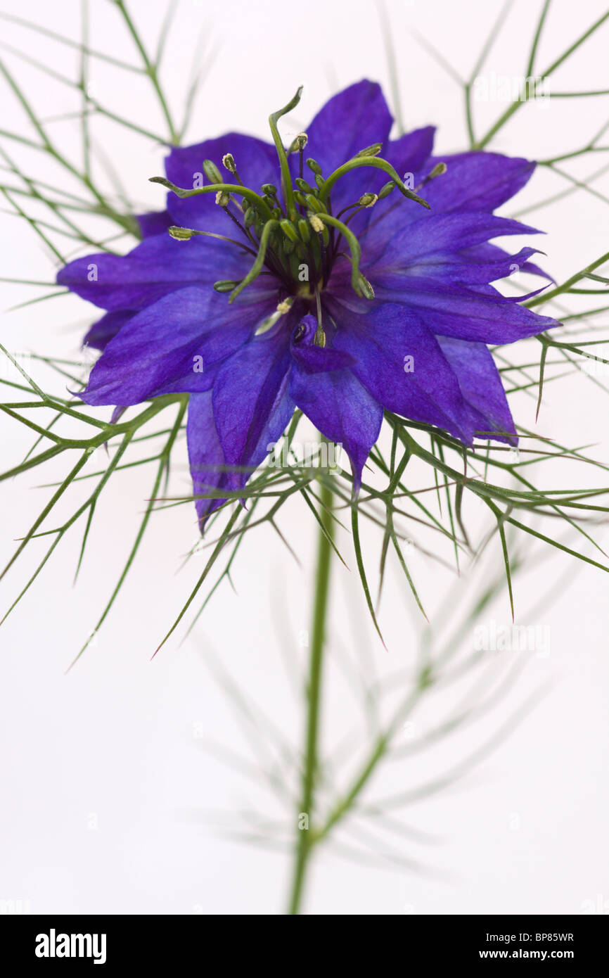 Nigella hi-res stock photography and images - Alamy