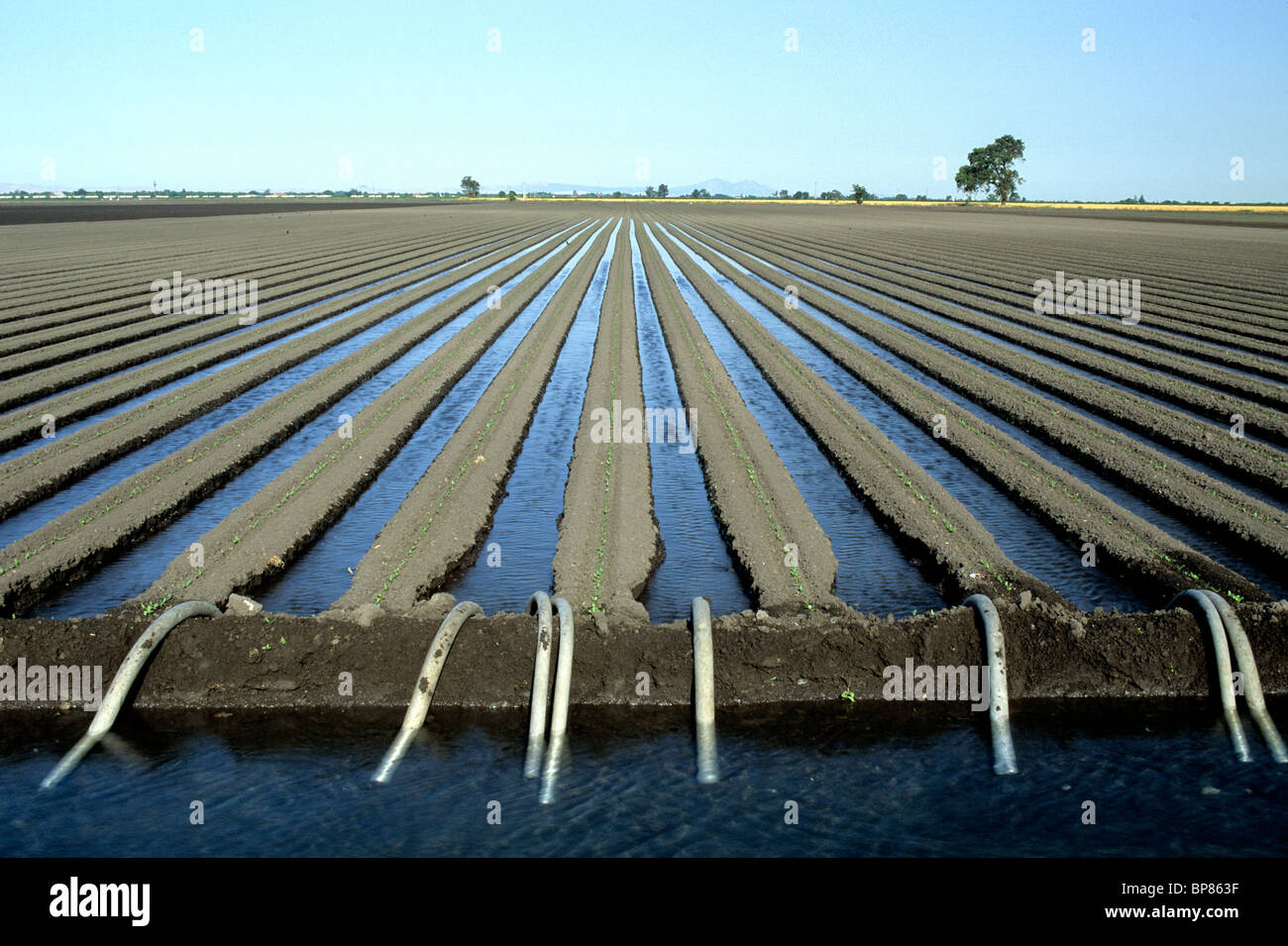 Furrow irrigation hi-res stock photography and images - Alamy