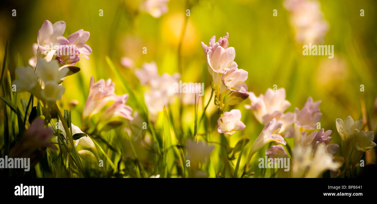 Wildflowers in spring Stock Photo - Alamy