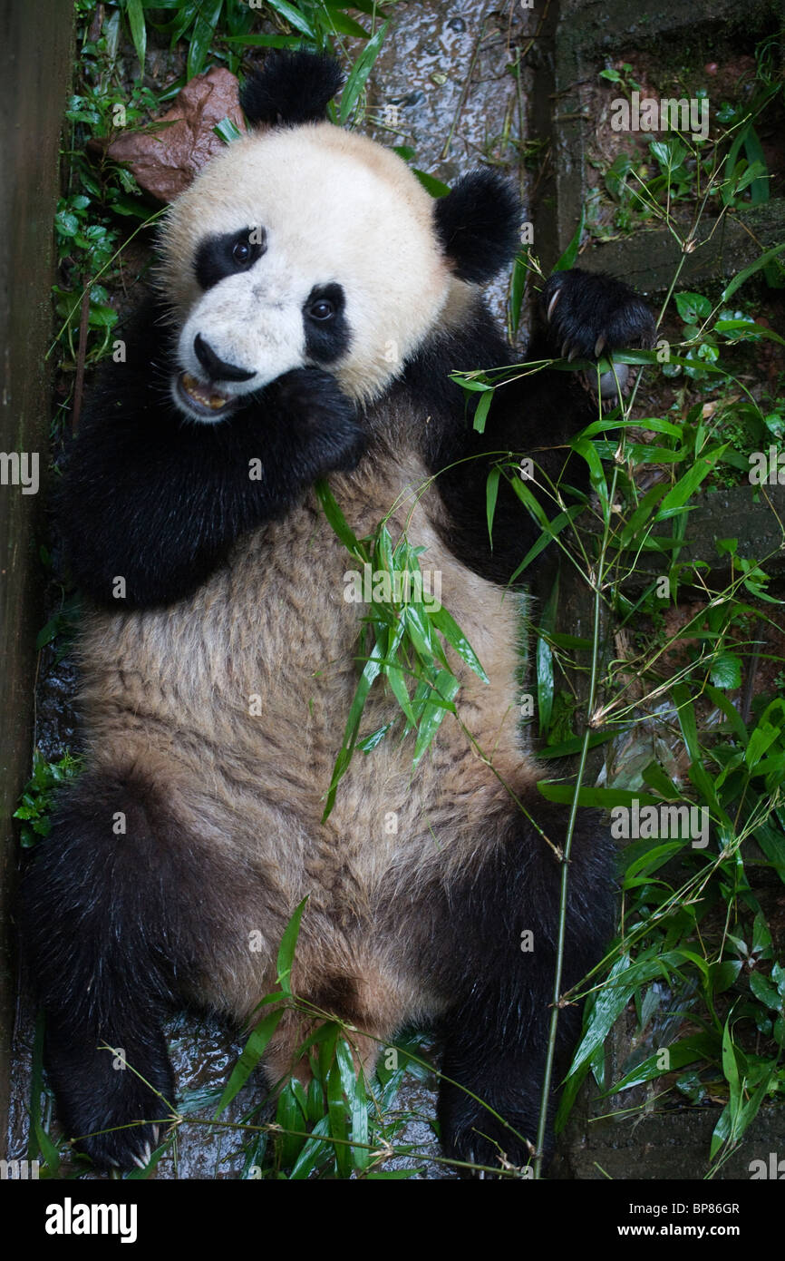 Panda china wolong panda center hi-res stock photography and images - Alamy