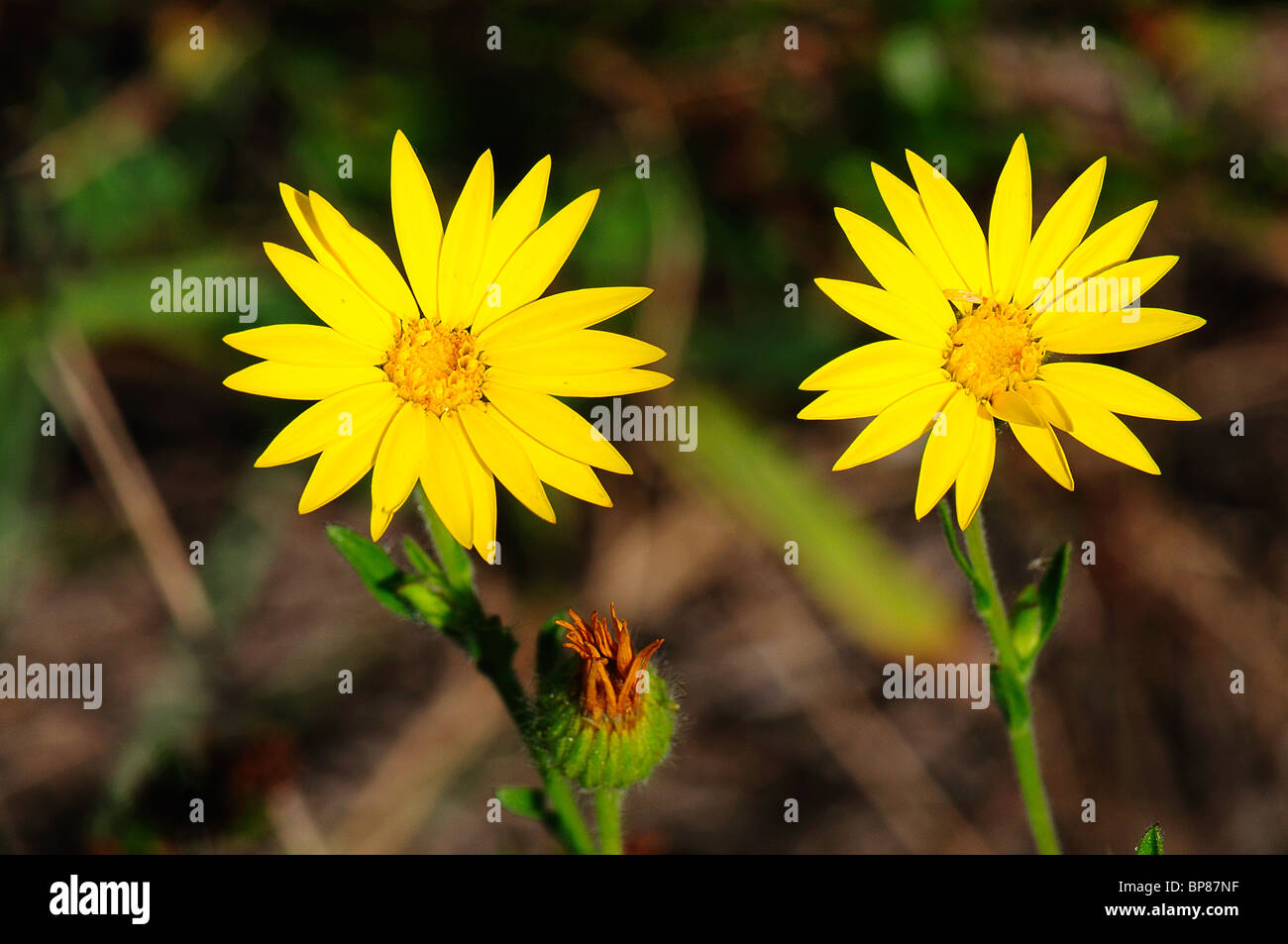 Sleepy Daisy (Xanthisma texanum Stock Photo - Alamy