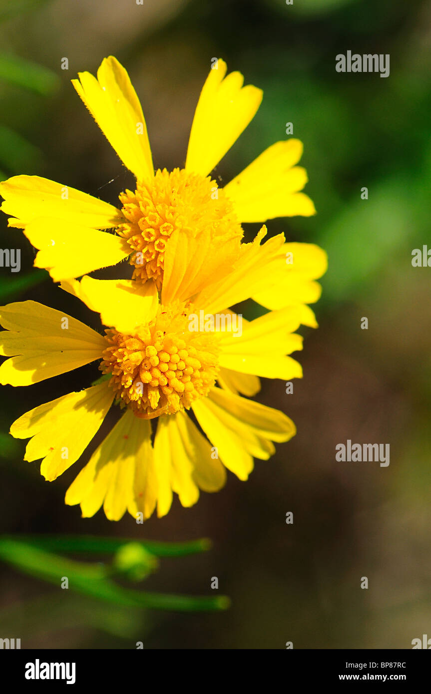 Bitter weed hi-res stock photography and images - Alamy