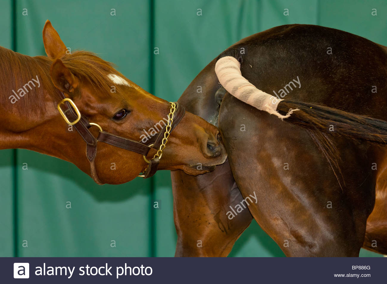 Pisgah Pike Stock Photos & Pisgah Pike Stock Images - Alamy