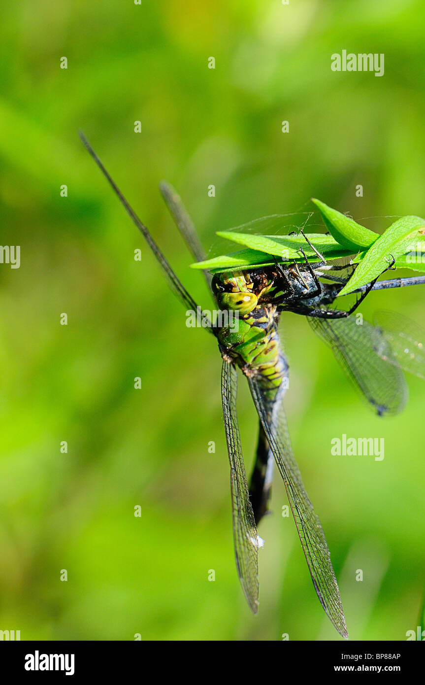 Dragonfly eating prey hi-res stock photography and images - Alamy
