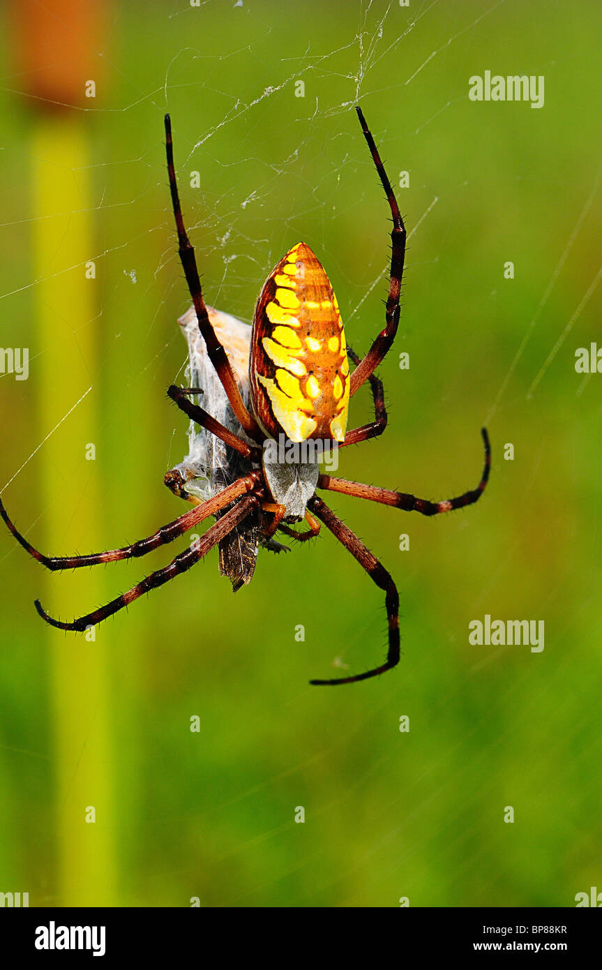 Yellow garden spider with insect caught in web Stock Photo - Alamy