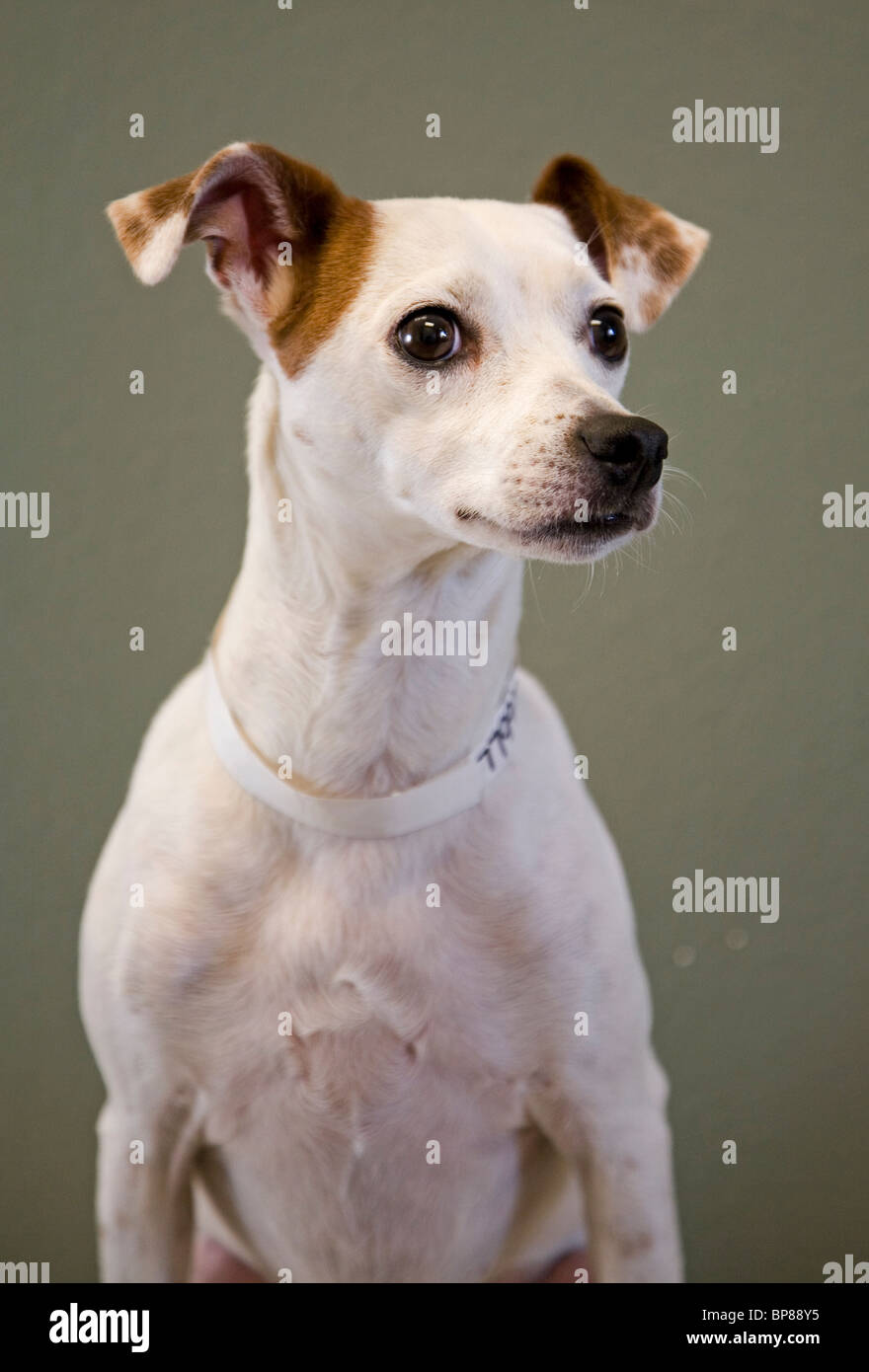 Fox terrier puppy hi-res stock photography and images - Alamy