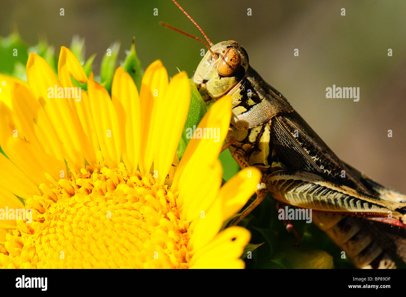 Black And Orange Grasshopper Stock Photo Alamy black-and-orange-grasshopper-stock-photo-alamy