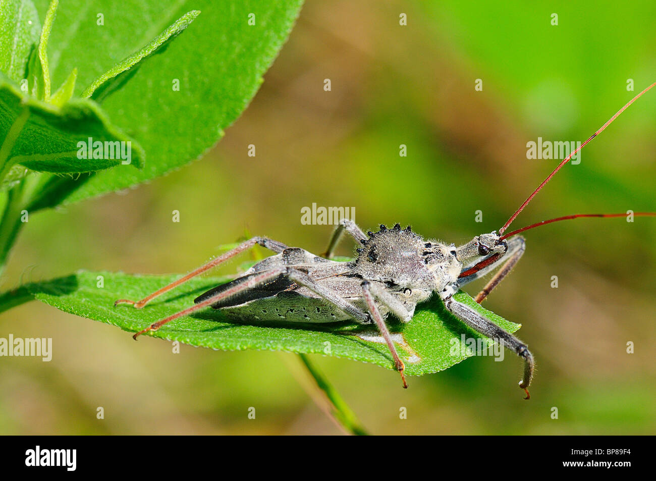 Wheel Bug - Arilus cristatus Stock Photo - Alamy