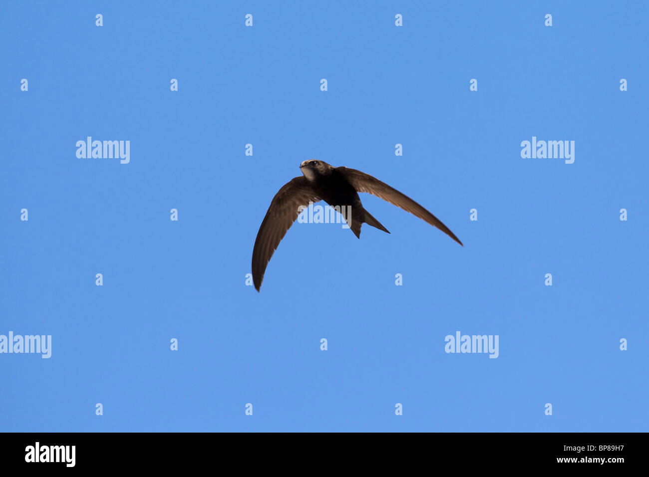 Swift bird hi-res stock photography and images - Alamy