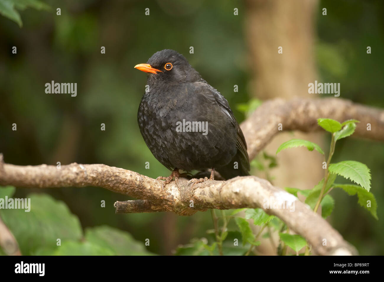 Blackbird (Turdus merula), Karori Wildlife Sanctuary, Wellington, North ...