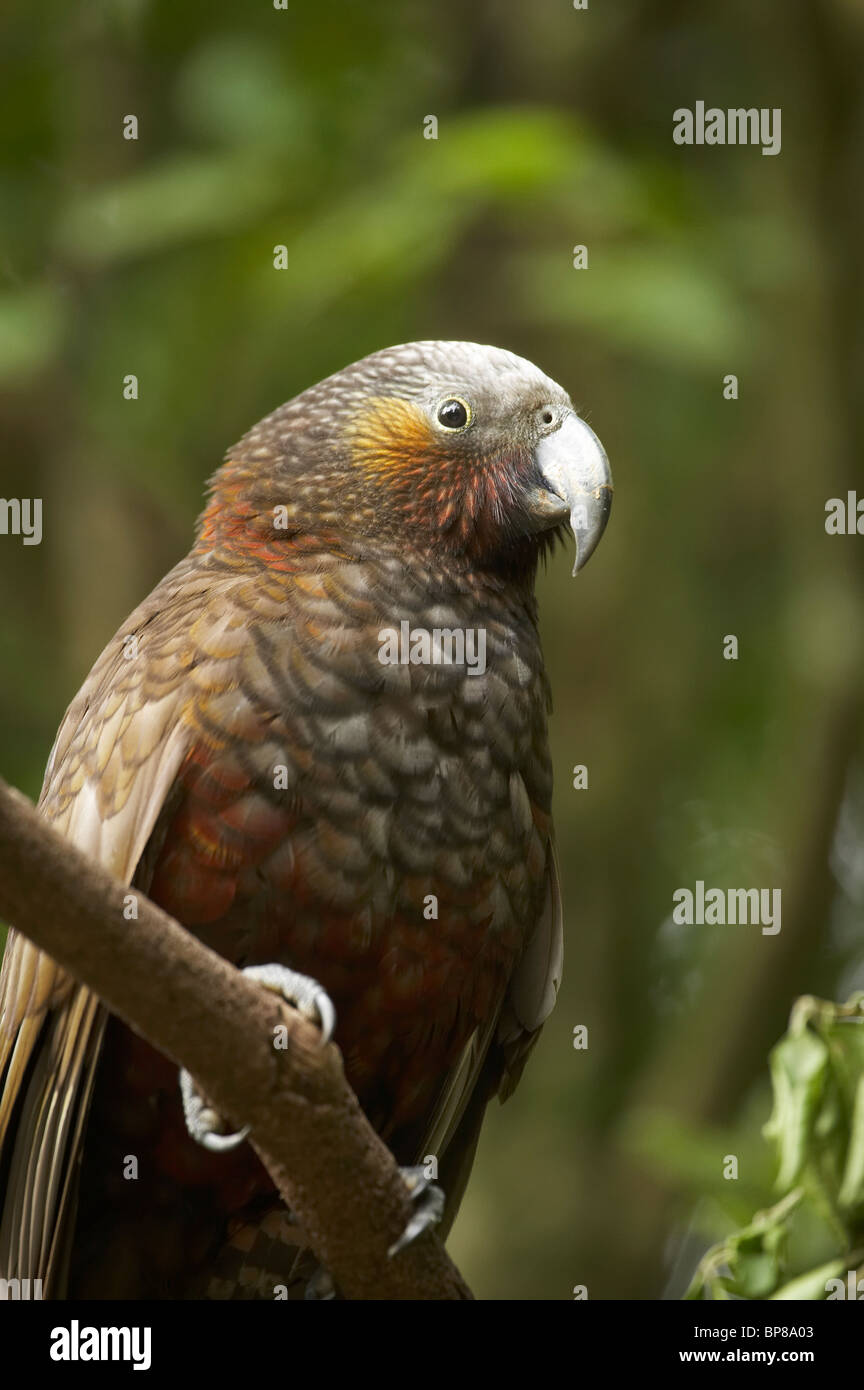 Kaka, (Nestor meridionalis), Karori Wildlife Sanctuary, Wellington ...