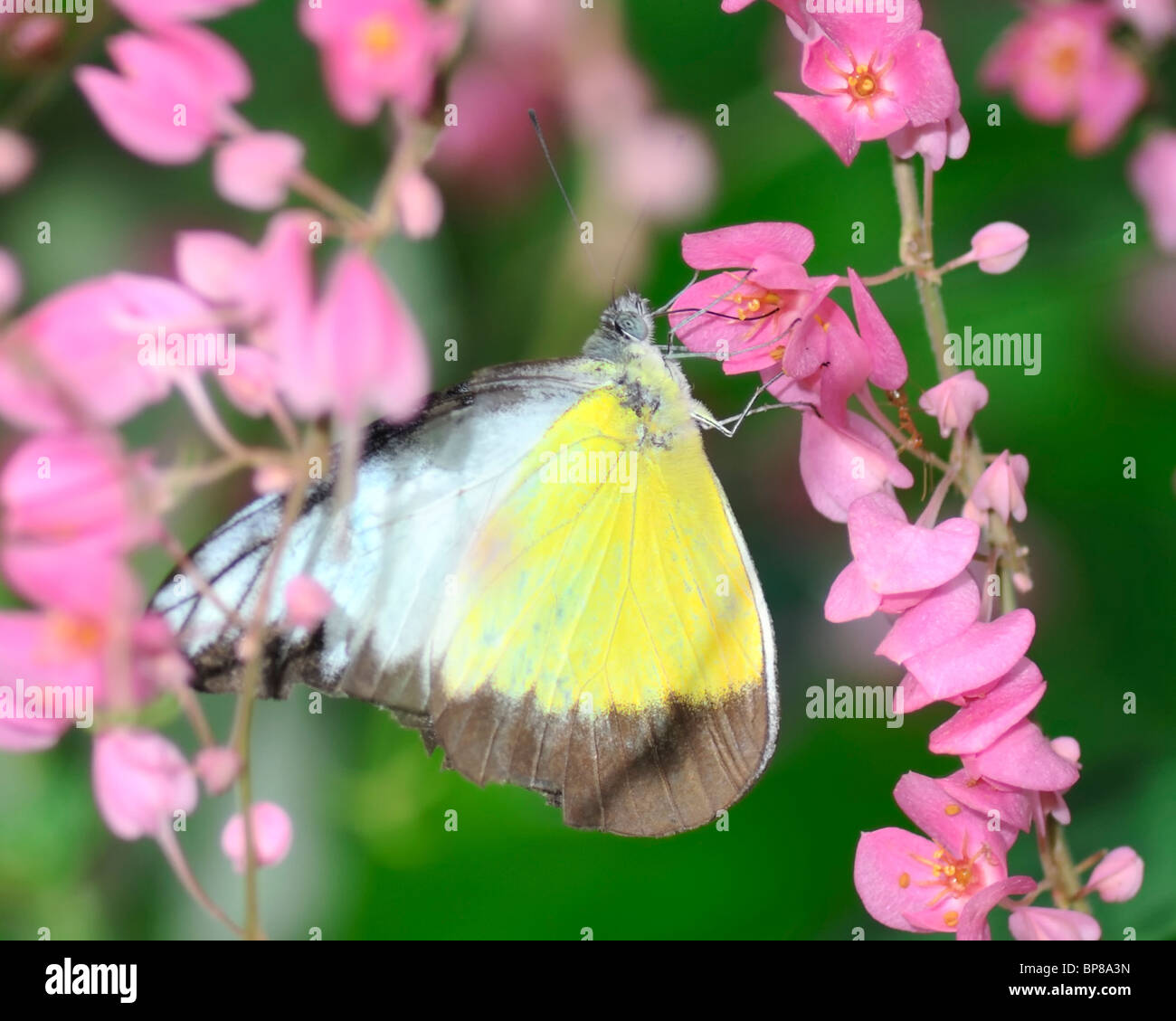 Chocolate Albatross Butterfly feeding on a pink Bougainvillea flower ...