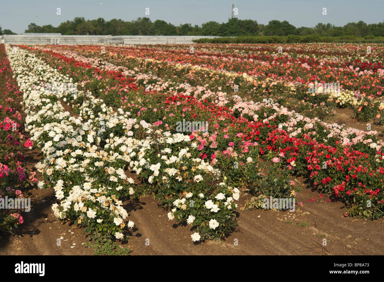 Farm roses hi-res stock photography and images - Alamy