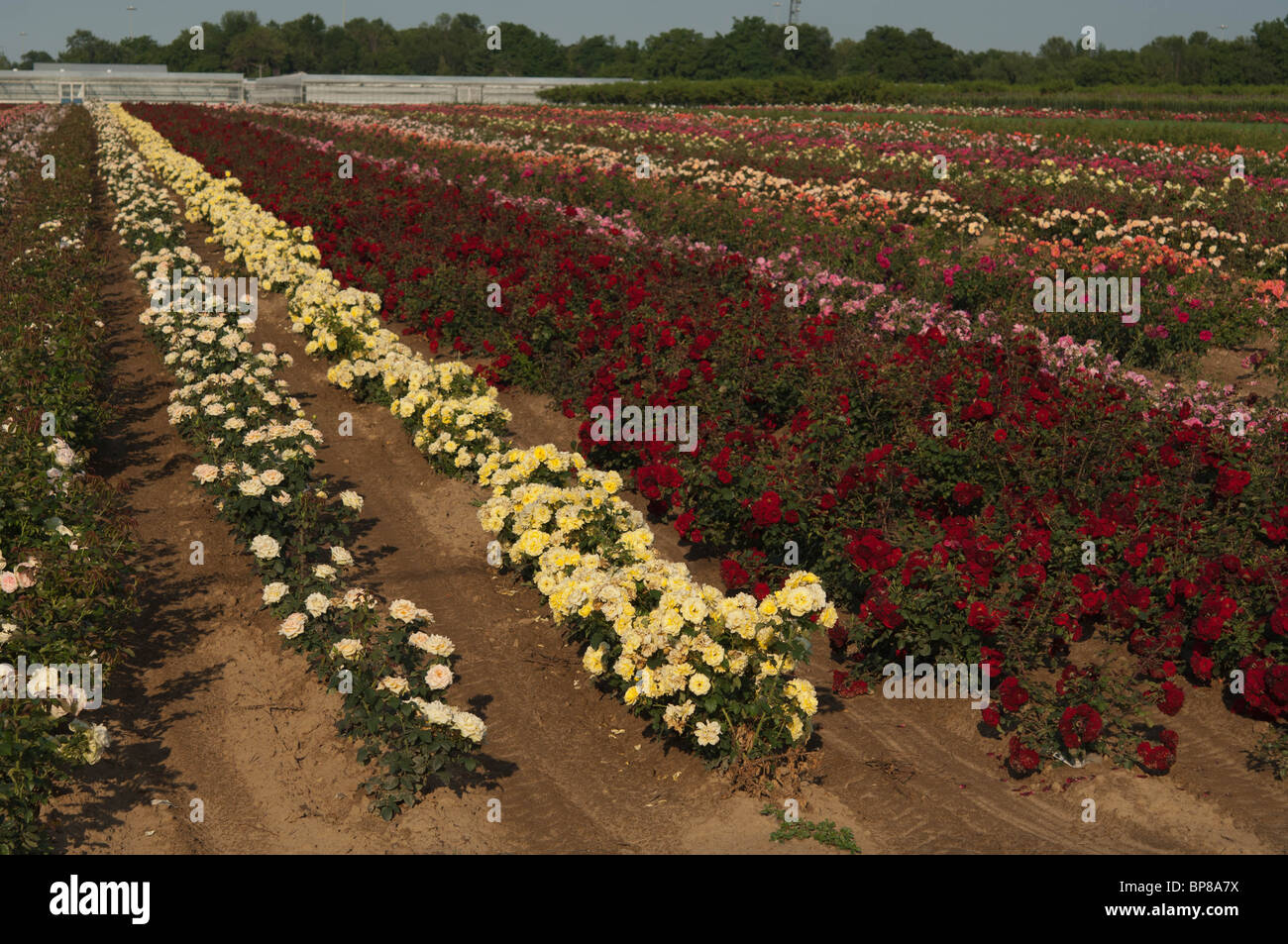 Roses farming hi-res stock photography and images - Alamy