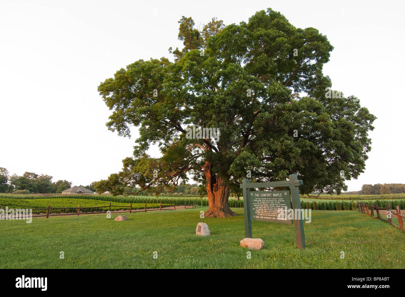 The "Comfort Maple" is the oldest Sugar Maple in Canada Stock Photo - Alamy