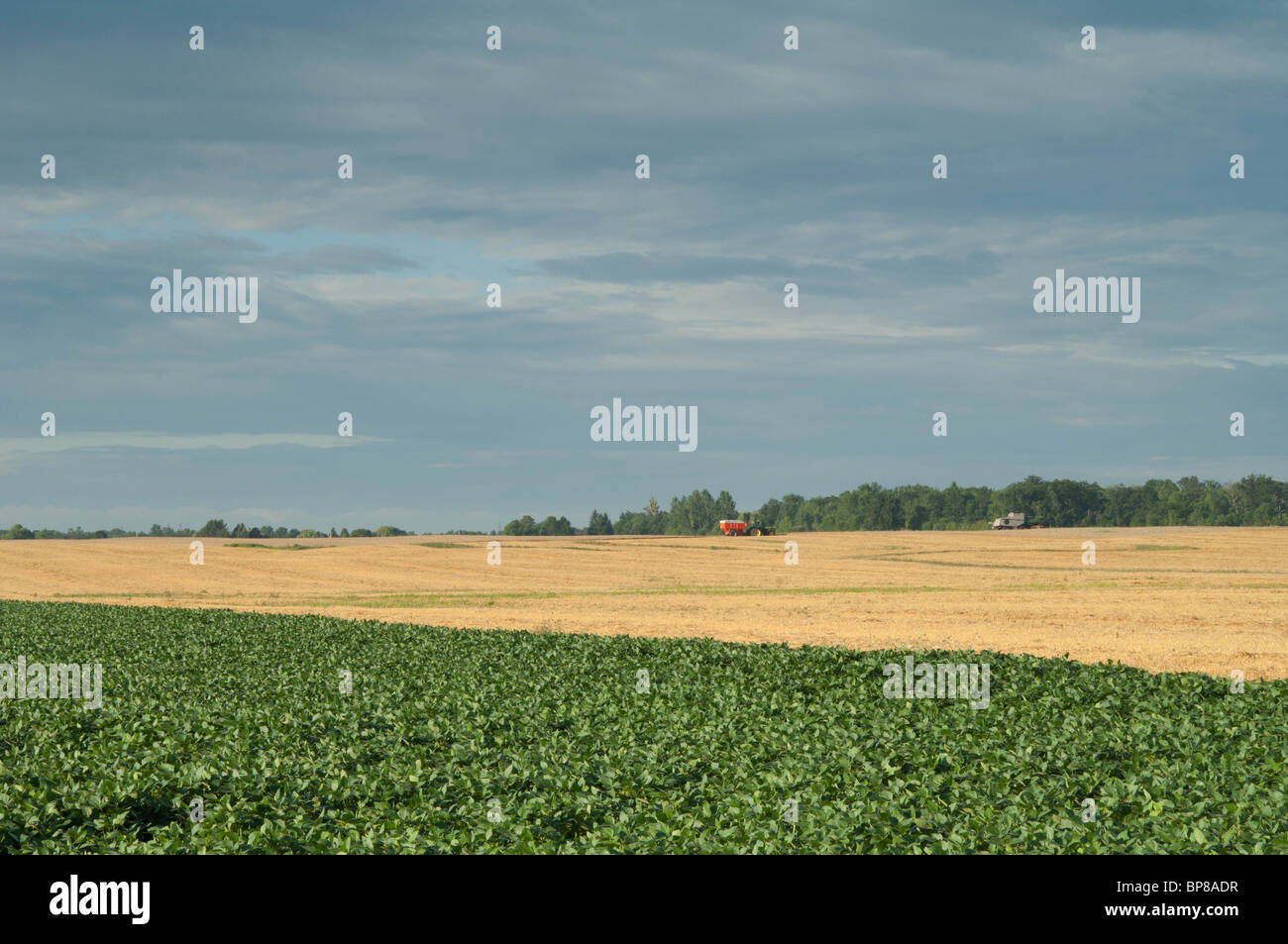 Crop harvesting begins on a very large field Stock Photo - Alamy