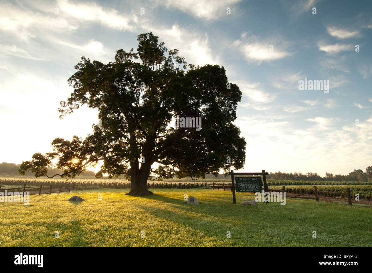 Comfort maple canada hi-res stock photography and images - Alamy