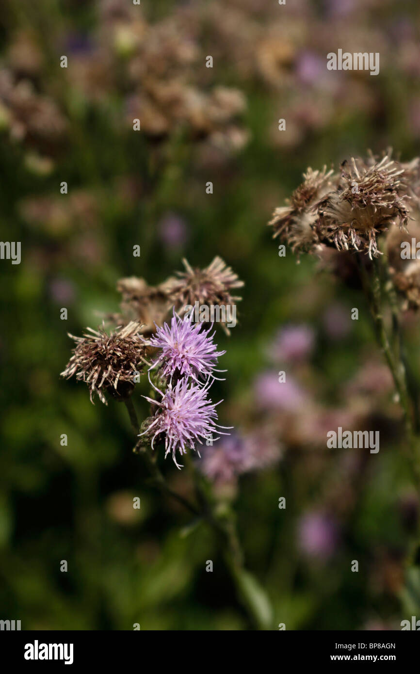 Thistlehead hi-res stock photography and images - Alamy
