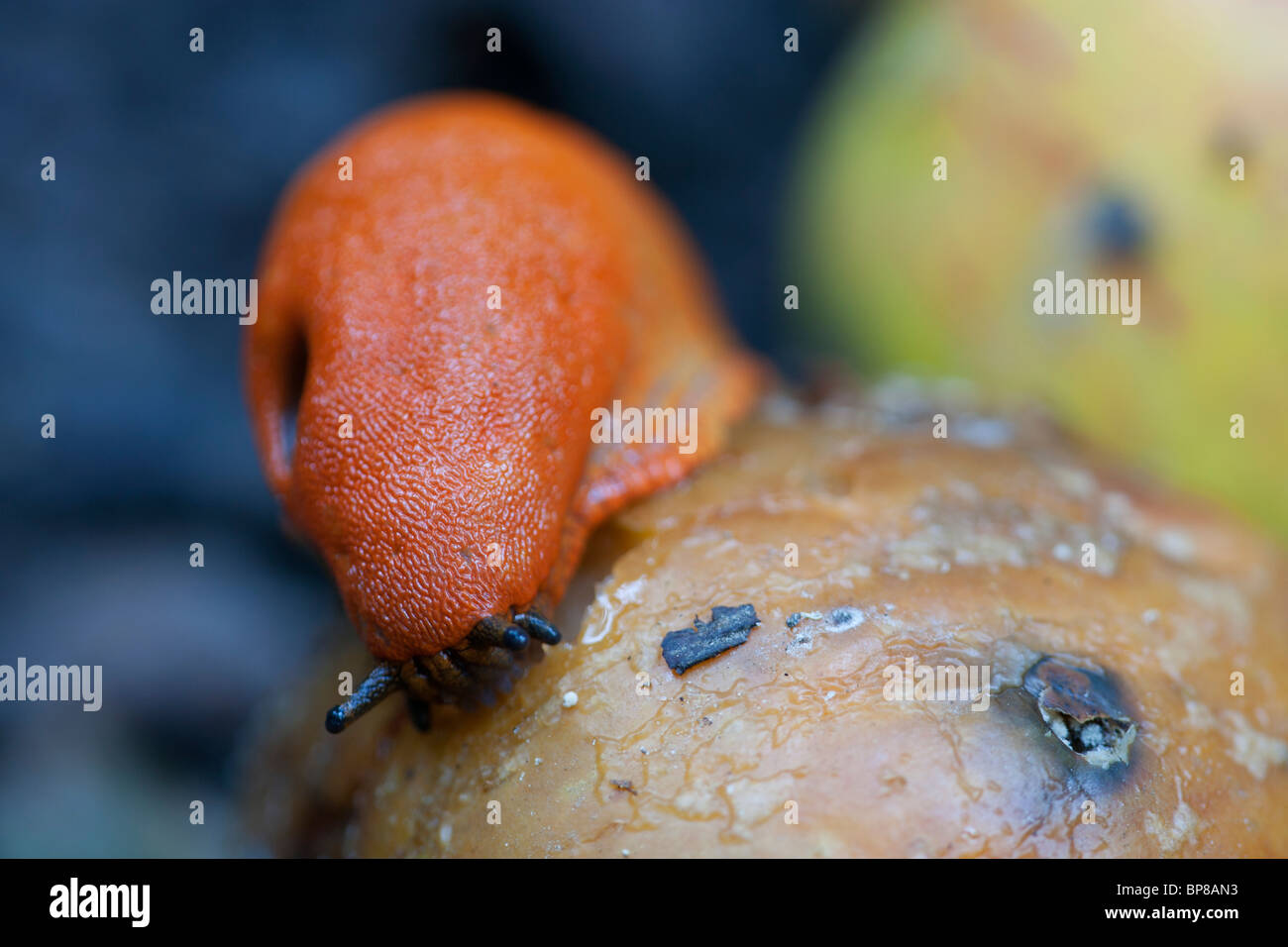 Spanish Slug Arion Vulgaris eating a rotting apple Stock Photo - Alamy