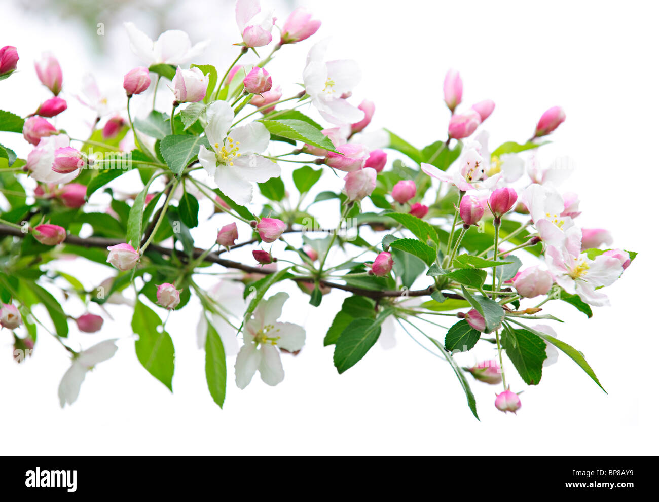 Blooming apple tree branch isolated on white background Stock Photo - Alamy