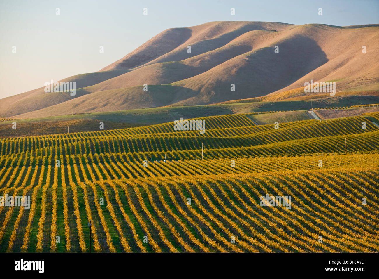 Maria in the vineyard hi-res stock photography and images - Alamy
