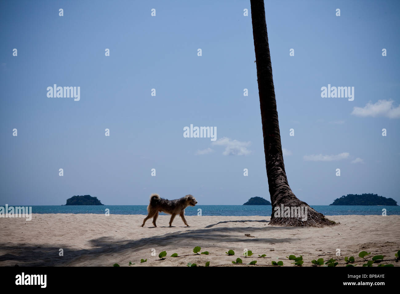 Dog Strolling Along Tropical Beach Stock Photo - Alamy