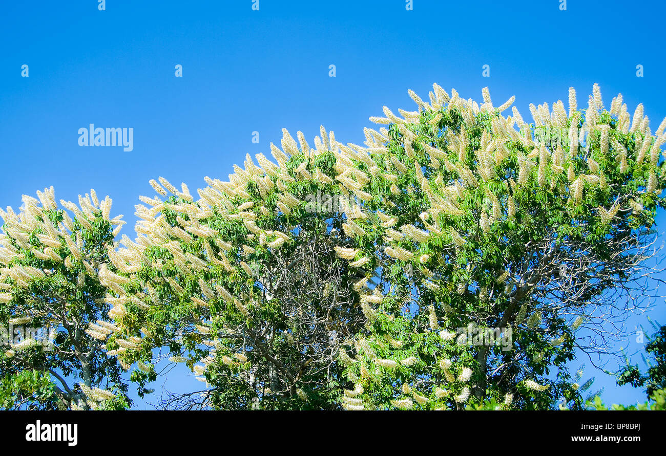 Flowering Bushes at Yosemite National Park Stock Photo - Alamy