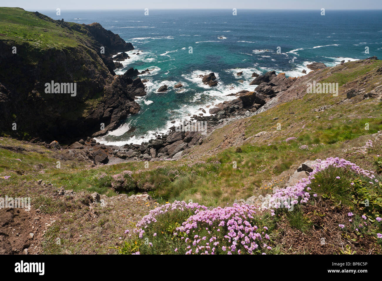 Lizard Cornwall Coast Path Flowers High Resolution Stock Photography ...