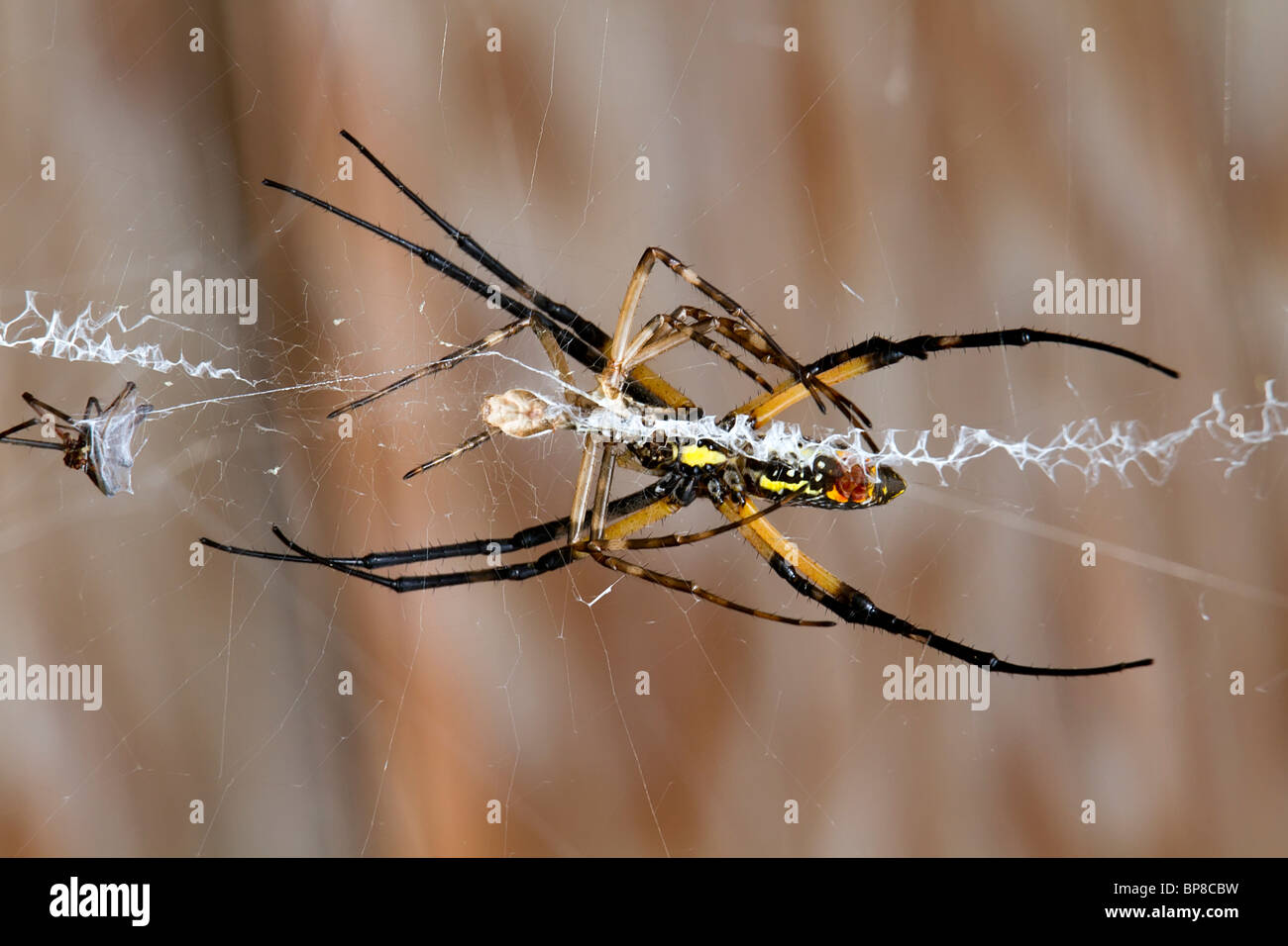Mating spider hi-res stock photography and images - Alamy