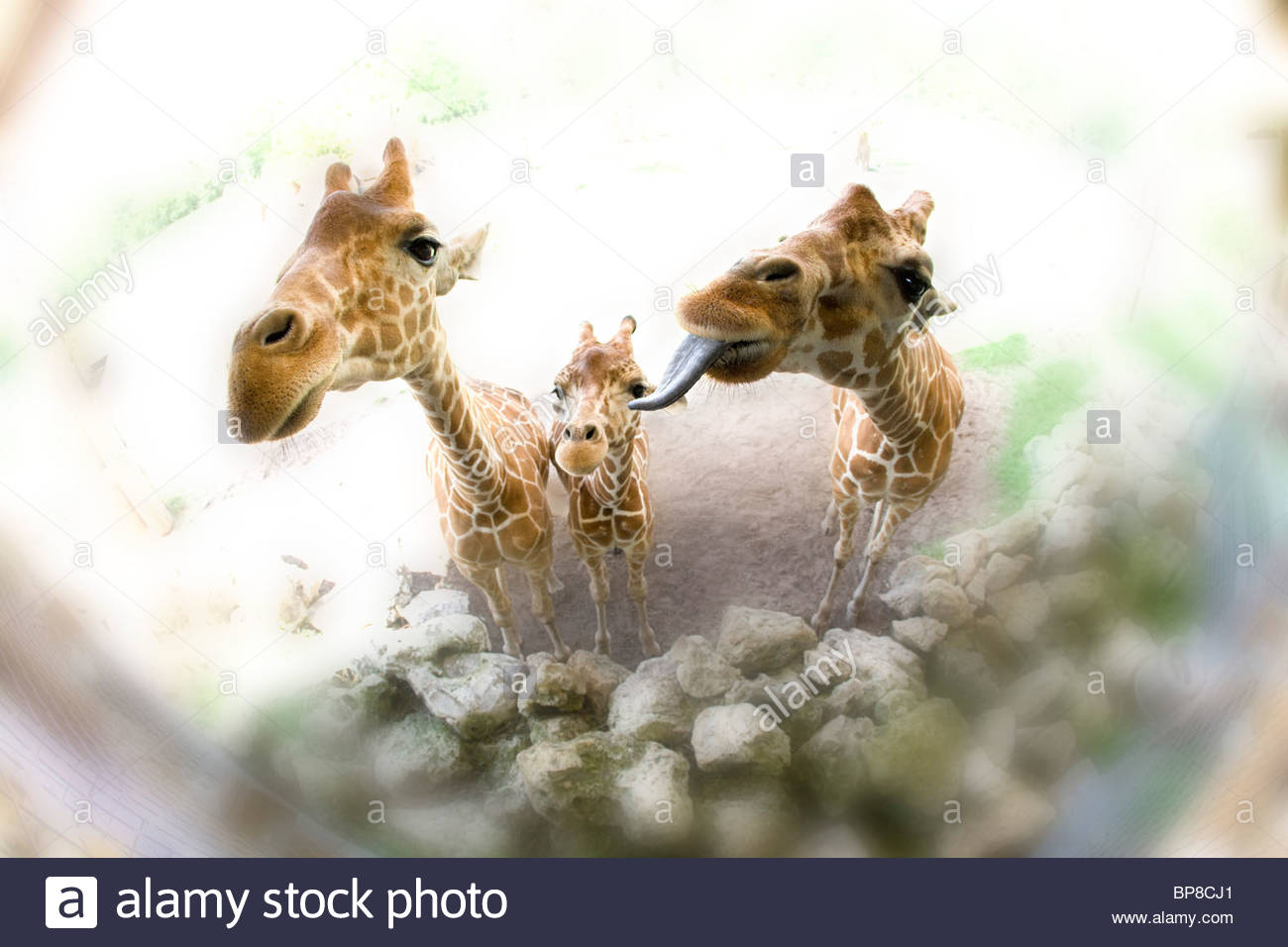 Distorted Face Stock Photos & Distorted Face Stock Images - Alamy