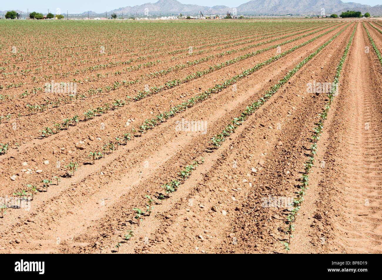 Young cotton plants grow in rows in a field Stock Photo - Alamy