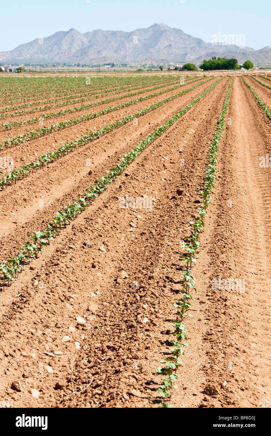 Young cotton plants grow in hi-res stock photography and images - Alamy
