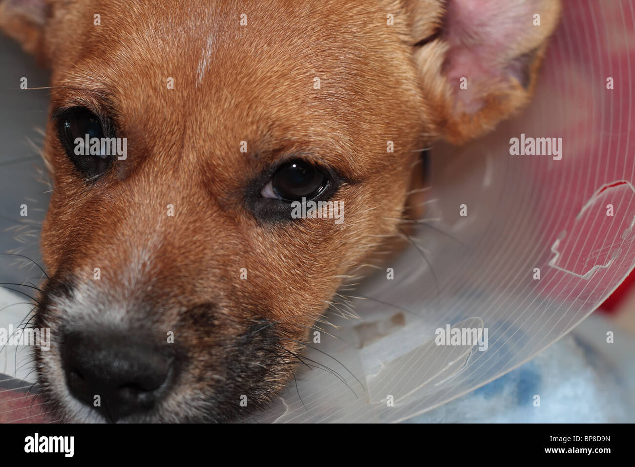 Pity on Dog Stock Photo - Alamy