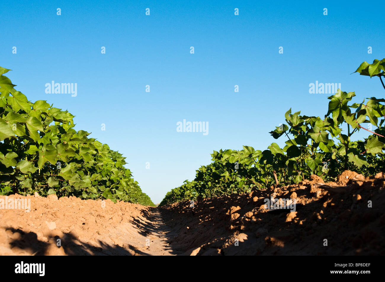Rows Of Cotton High Resolution Stock Photography and Images - Alamy