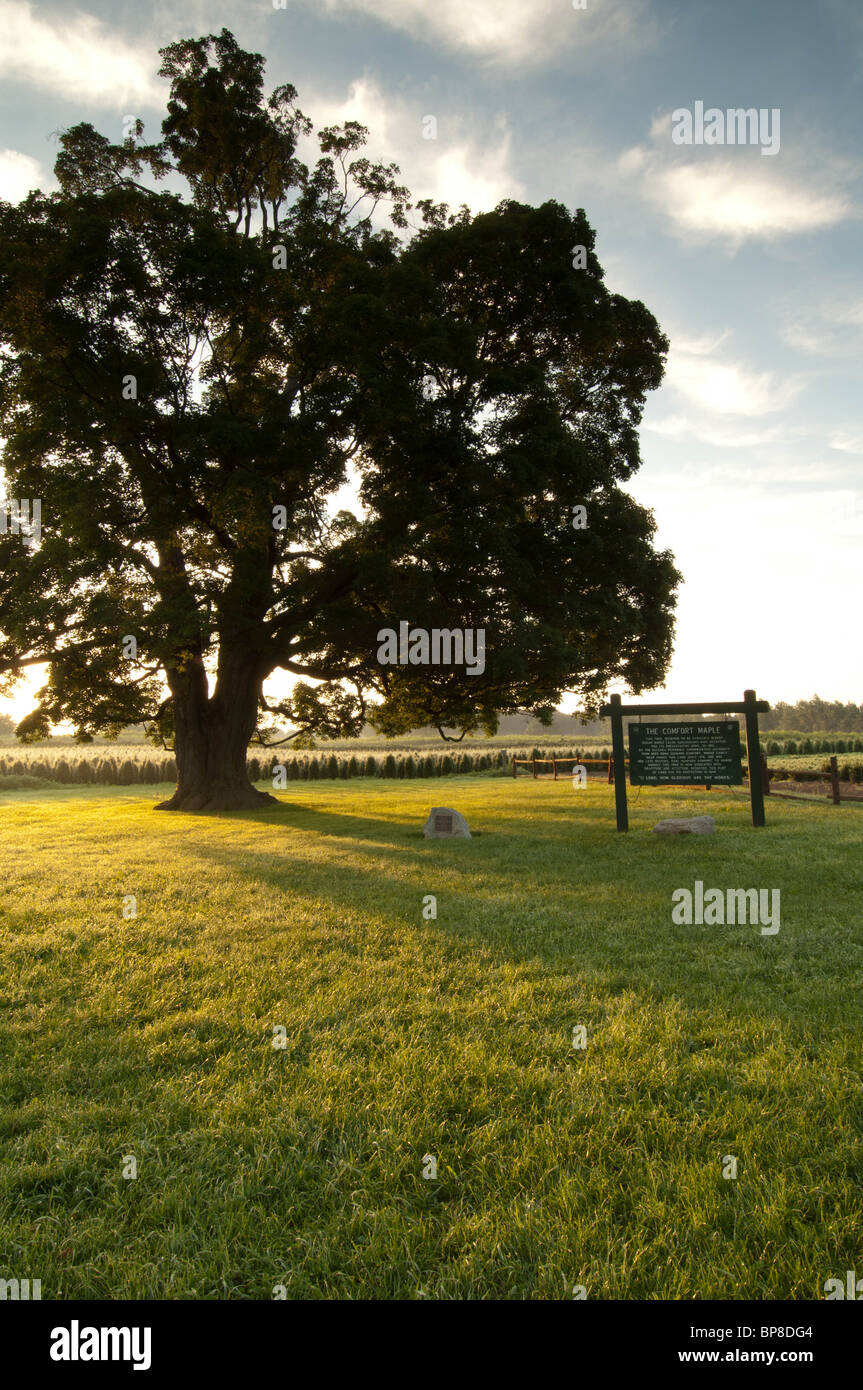 The "Comfort Maple" is the oldest Sugar Maple in Canada Stock Photo - Alamy