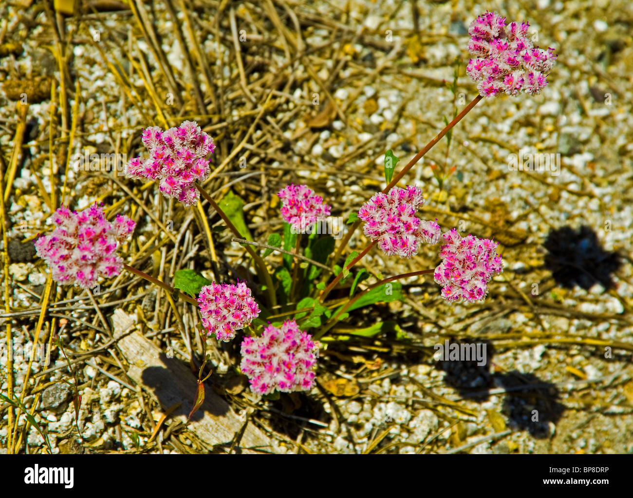 pink flowers at Yosemite National Park wild wilderness Stock Photo - Alamy