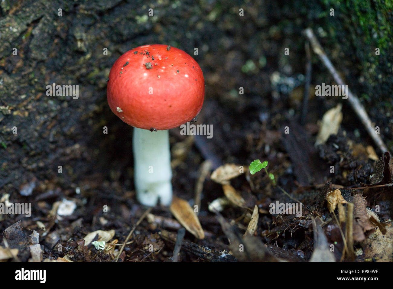Into the wild mushroom hi-res stock photography and images - Alamy